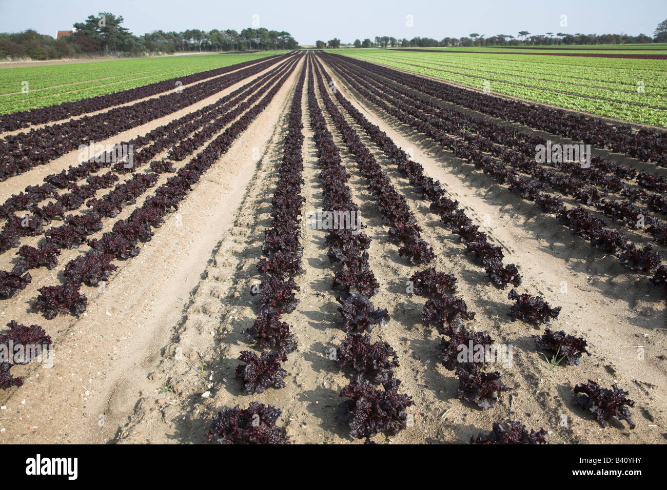 Rows of red and green lettuce plants growing in a field Stock Photo - Alamy