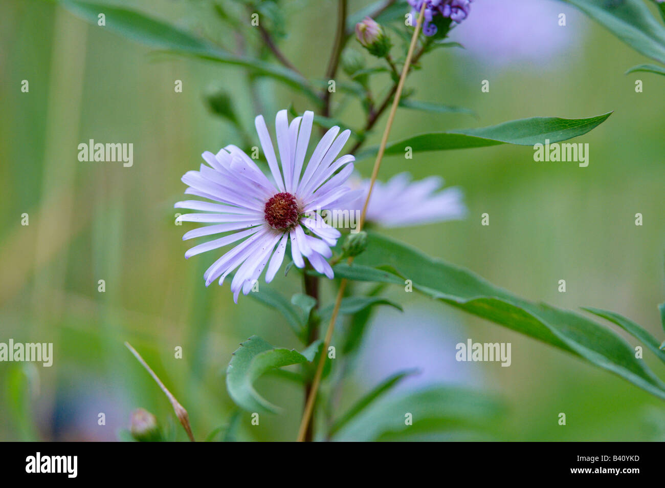 Aster Flower in bloom on nature reserve Stock Photo - Alamy