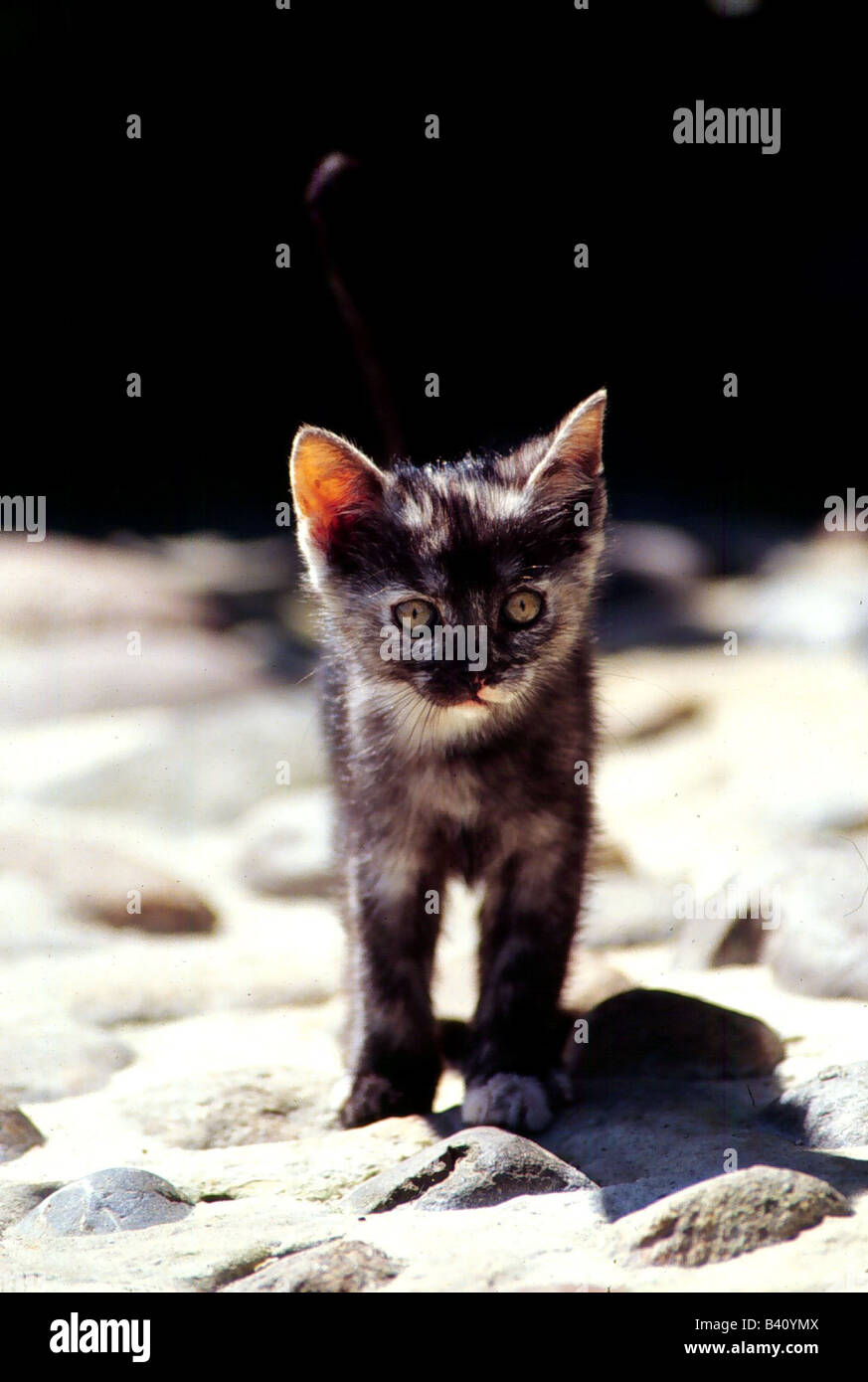 zoology / animals, mammal / mammalian, cats, (Felidae), domestic cat ...