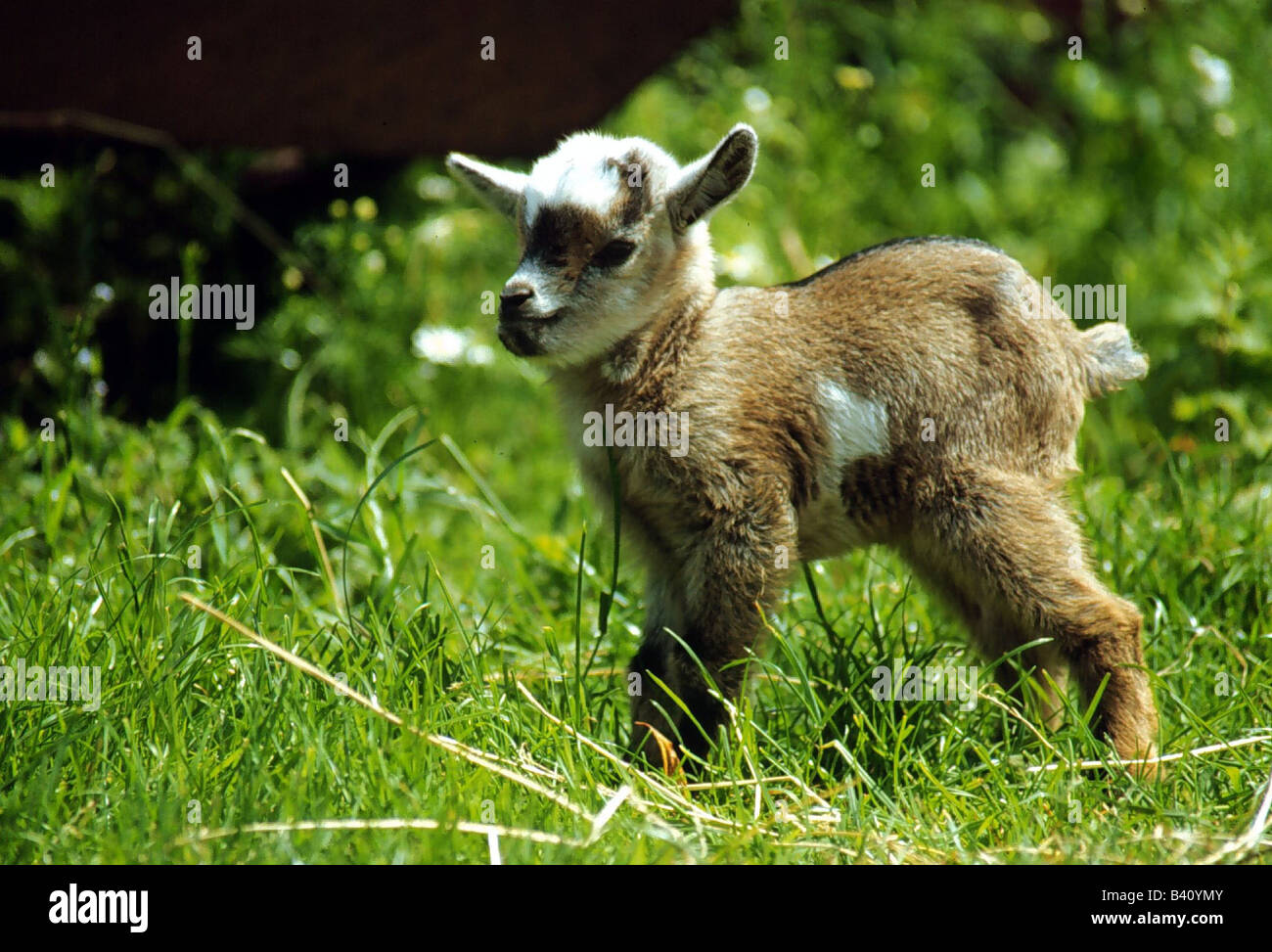 zoology / animals, mammal / mammalian, goats, kid, animal, goat, capria ...