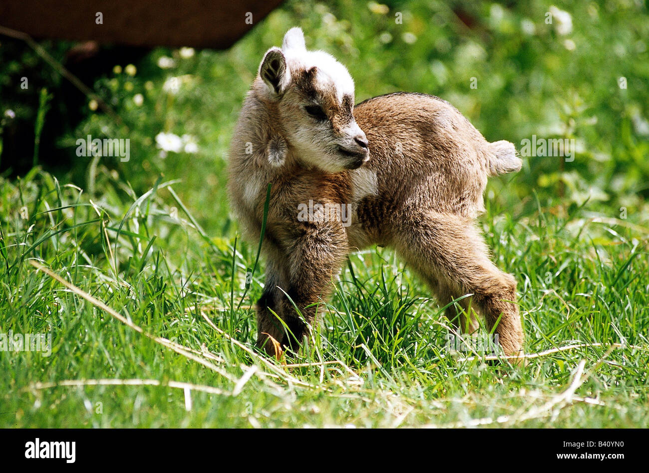 zoology / animals, mammal / mammalian, goats, kid standing on meadow ...