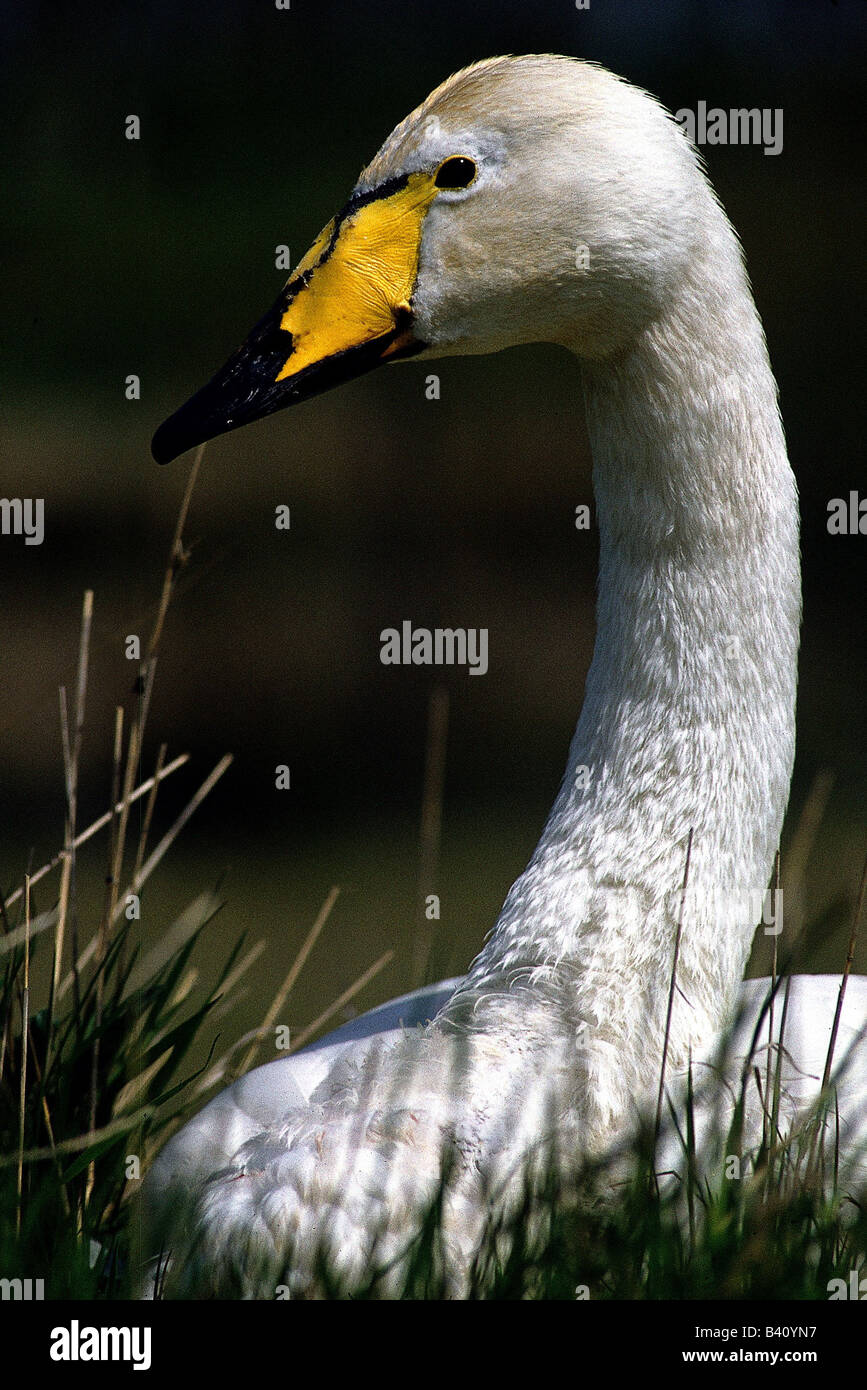 zoology / animals, avian / birds, Whooper Swan, (Cygnus cygnus), detail ...