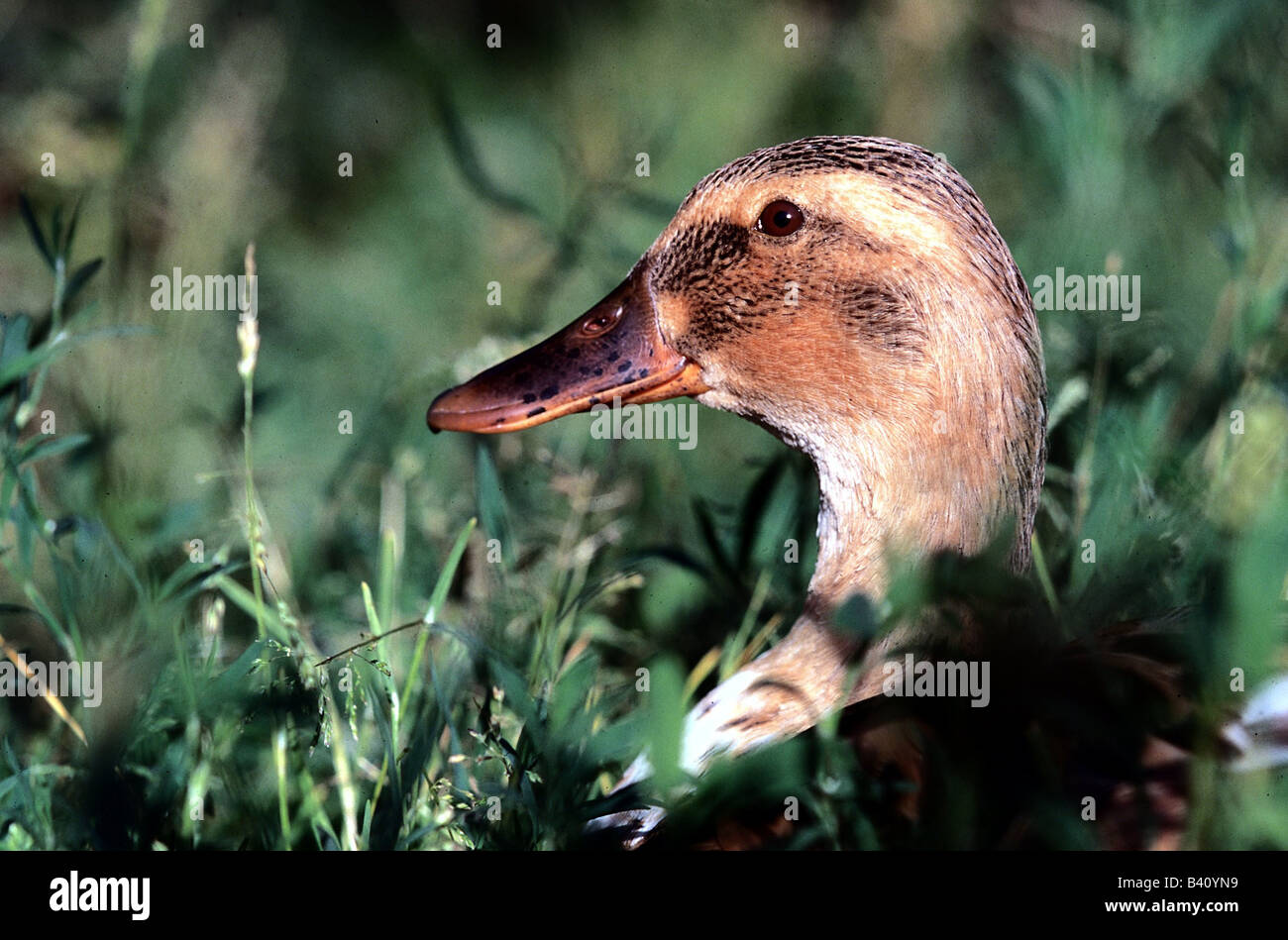 zoology / animals, avian / bird, Domesticated duck, detail: head, duck ...