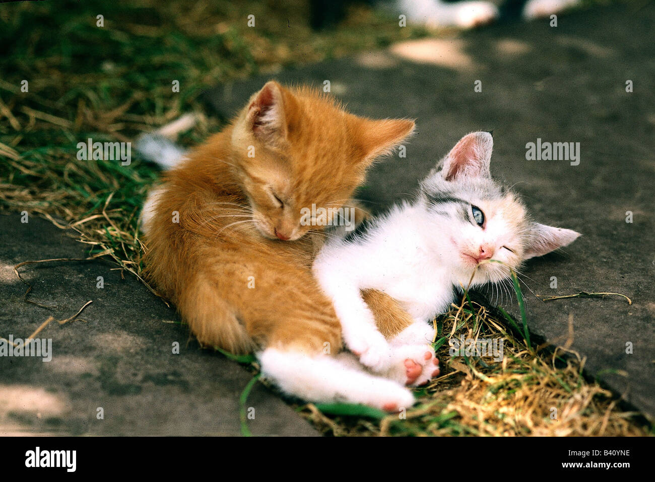 Zoology animals mammal mammalian cats hi-res stock photography and ...