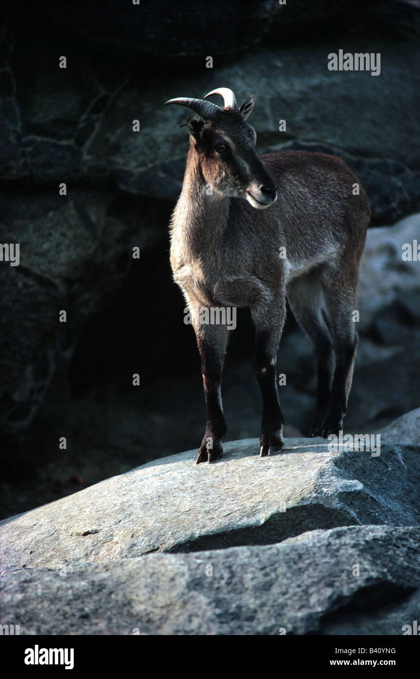 zoology / animals, mammal / mammalian, goats, Himalayan Thar goat ...