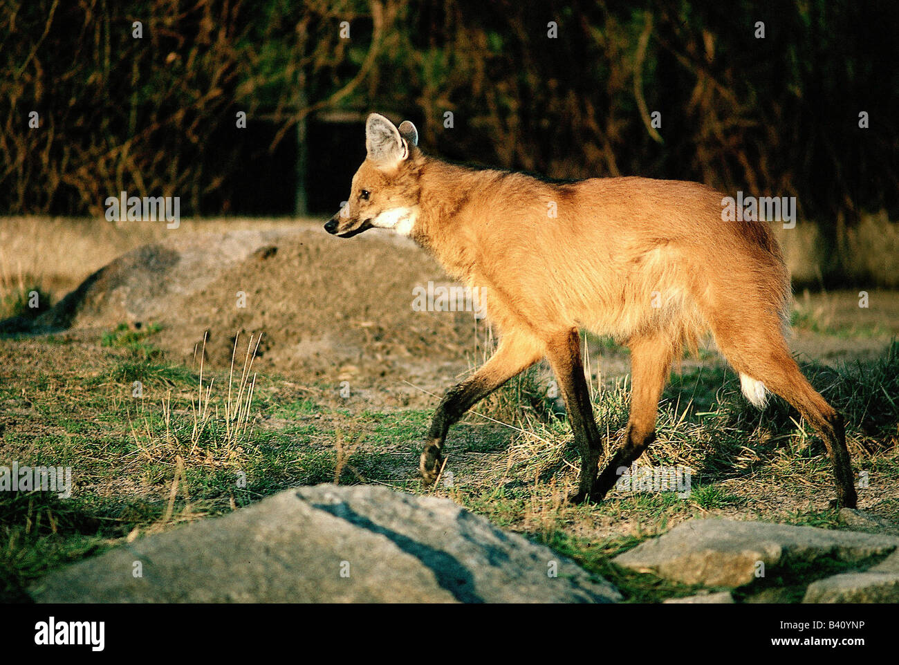 zoology / animals, mammal / mammalian, dogs, (Canis lupus), Maned Wolf ...