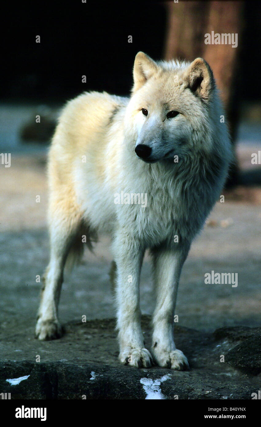 Canis lupus miller hi-res stock photography and images - Alamy
