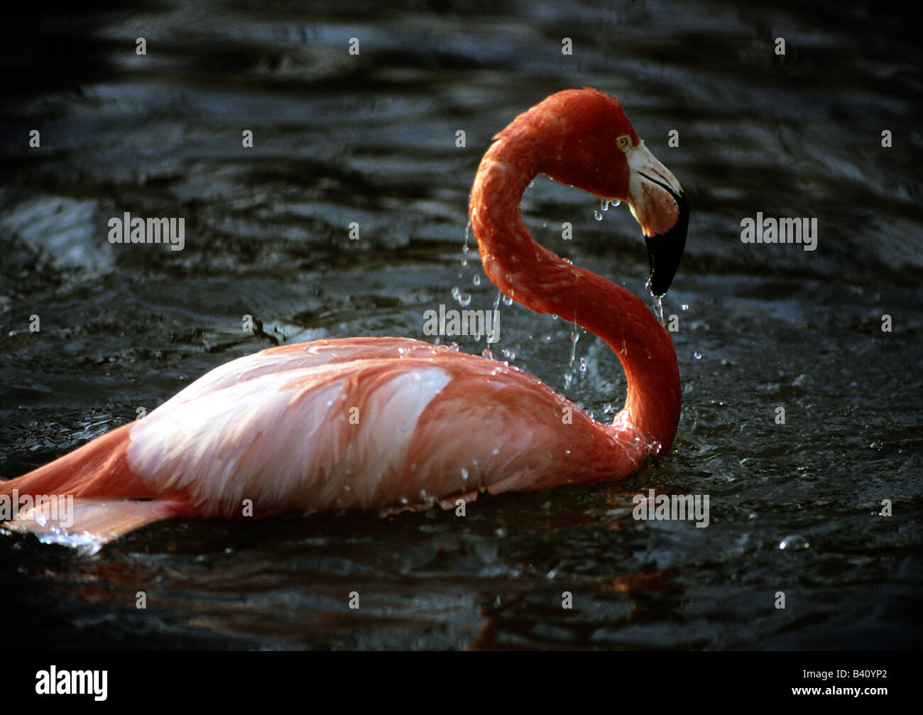 zoology / animals, avian, bird, birds, Greater Flamingo (Phoenicopterus ...