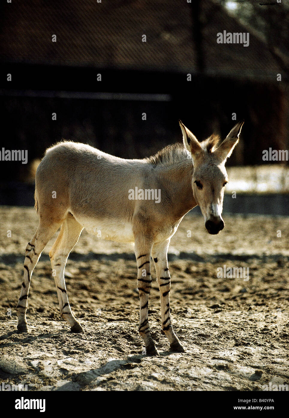 zoology / animals, mammal / mammalian, donkey, Somalian Wild Ass ...