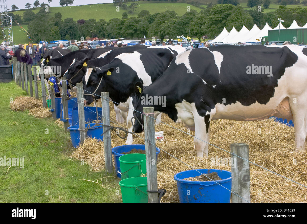 Cows at a show hi-res stock photography and images - Alamy