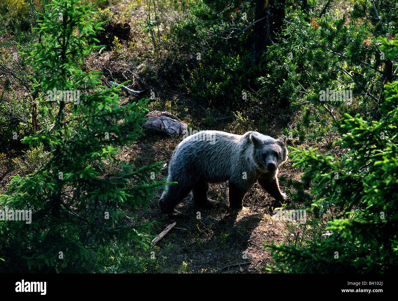 zoology / animals, mammal / mammalian, Ursidae, Brown Bear (Ursus ...