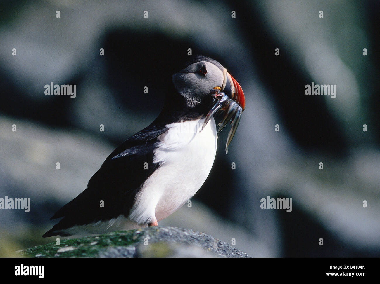 zoology / animals, avian / bird, Atlantic Puffin, (fratercula arctica ...