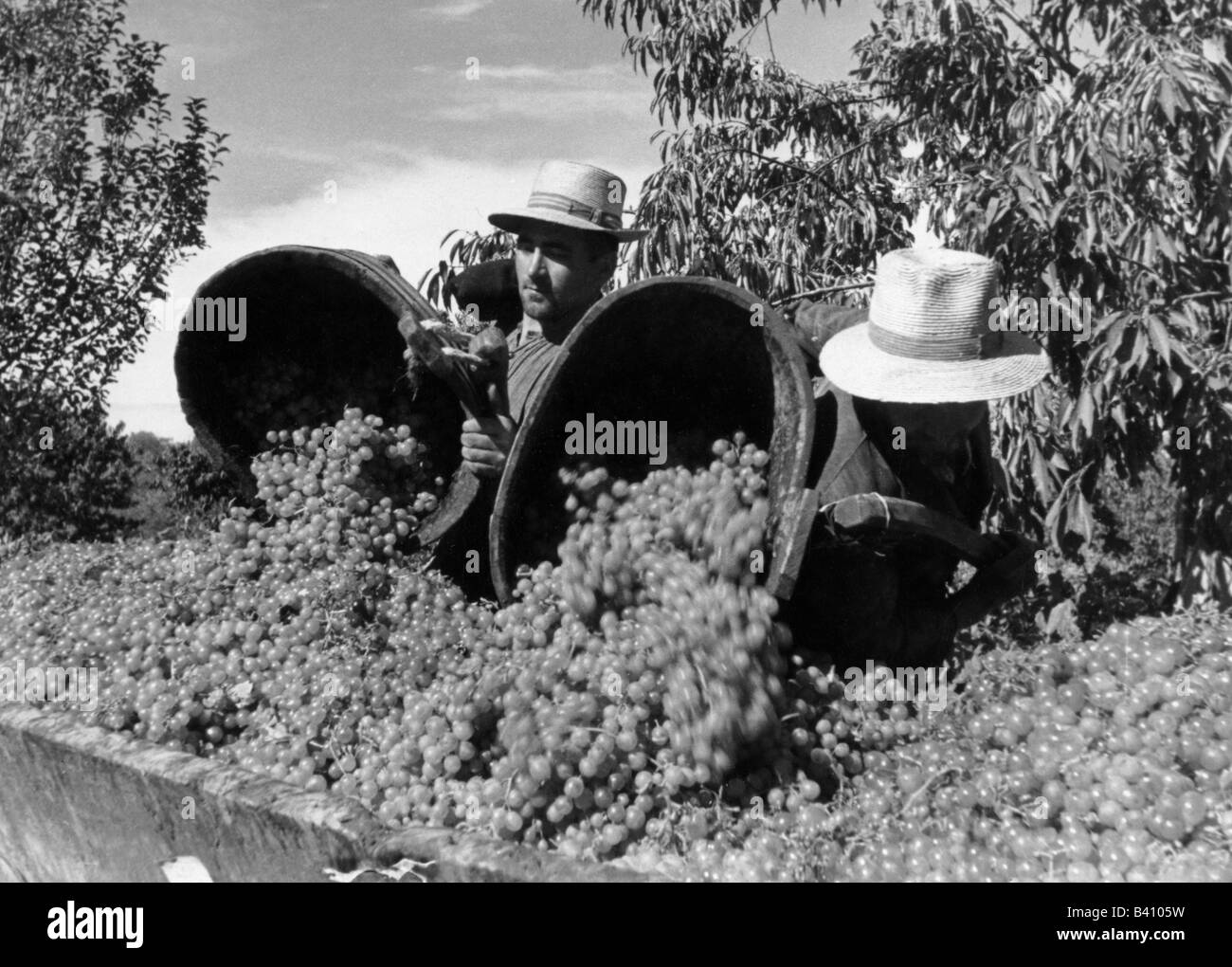 alcohol, wine, production, vintage in Bulgaria, 1960 S Stock Photo - Alamy