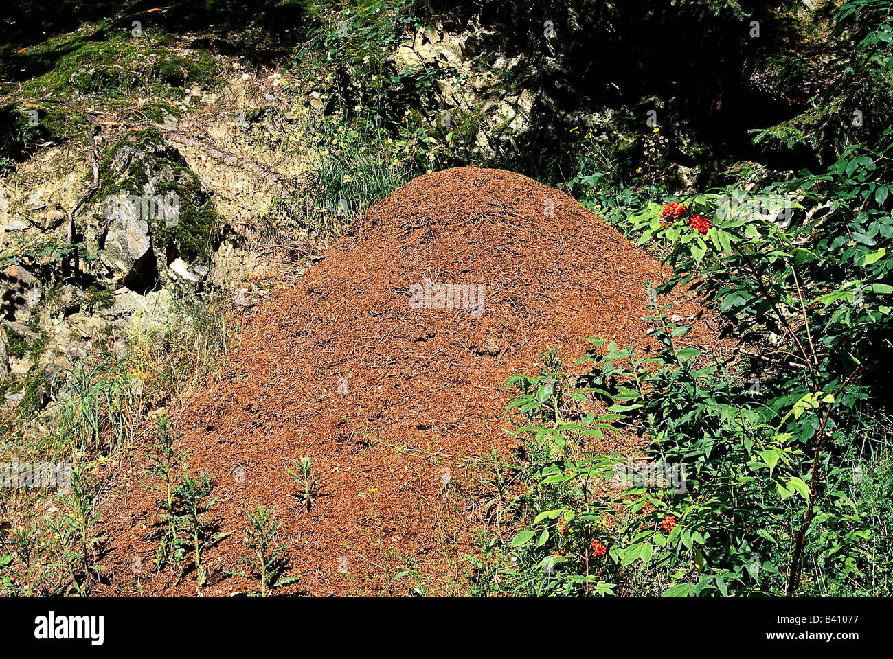 zoology / animals, insects, ants, ant-hill, (Formica rufa), animal ...
