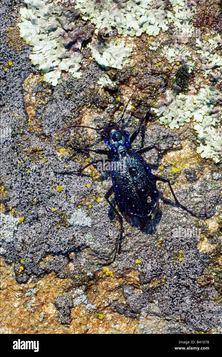 zoology / animals, insect, beetles, Carabus coriaceus, on ground with ...
