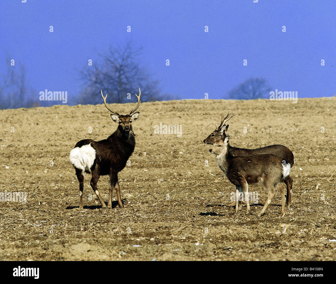 Sika deer china hi-res stock photography and images - Alamy
