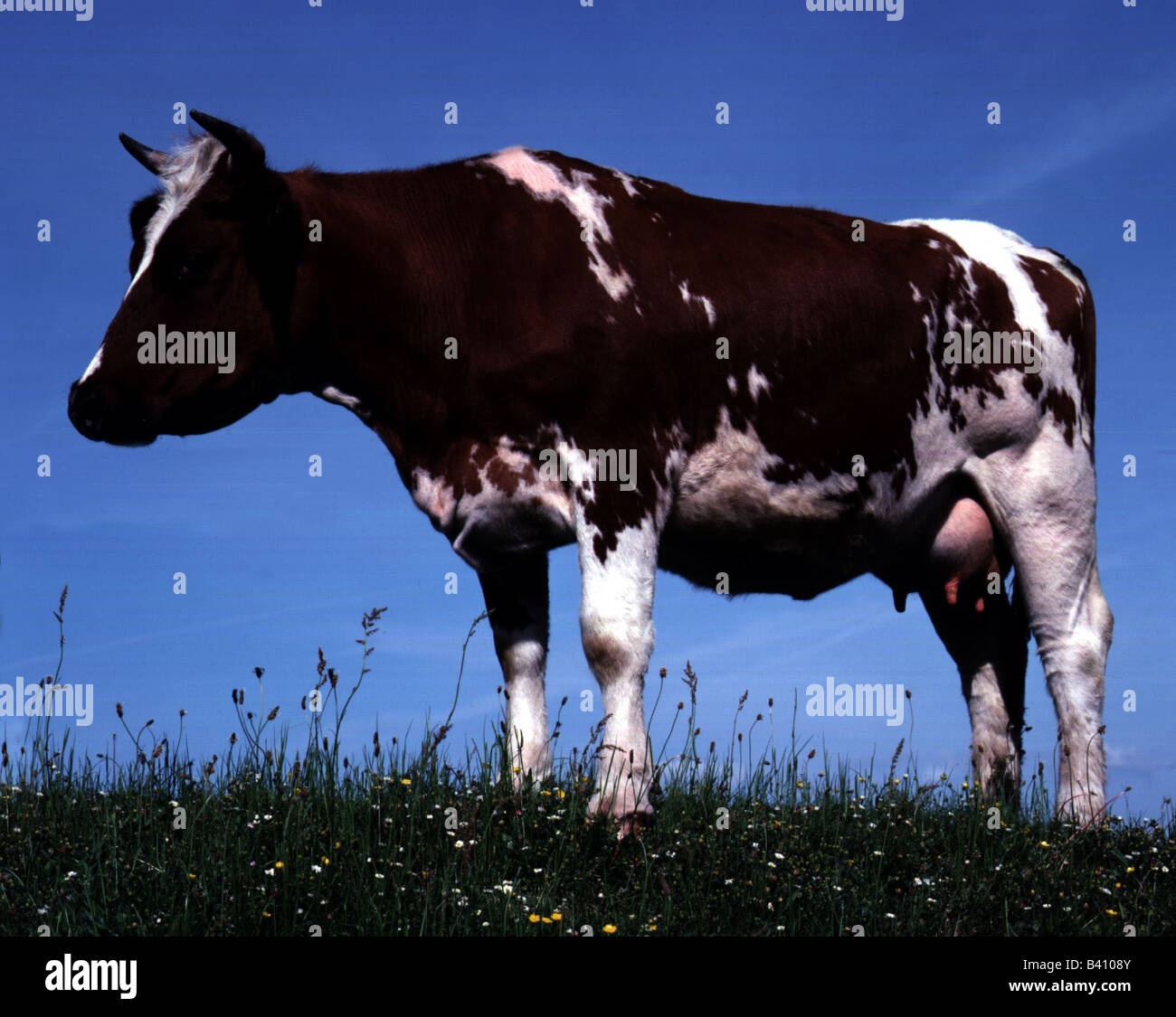 Coloured cow hi-res stock photography and images - Alamy