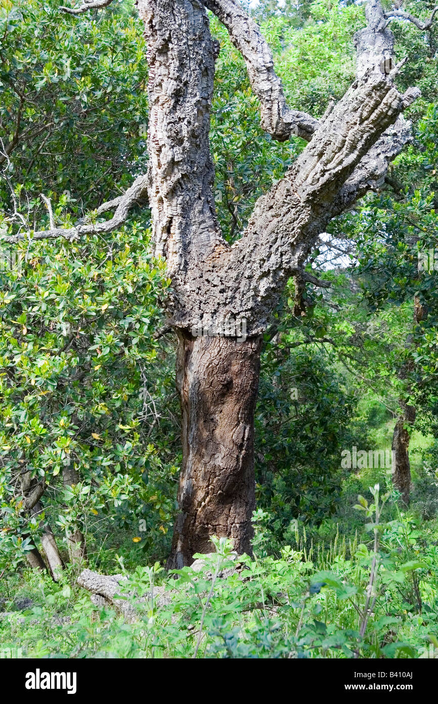 cork oak tree without bark - mediterranean flora Stock Photo - Alamy
