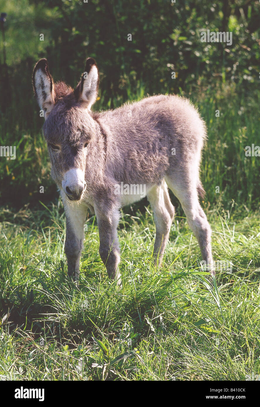 Donkey Cub Meadow High Resolution Stock Photography and Images - Alamy