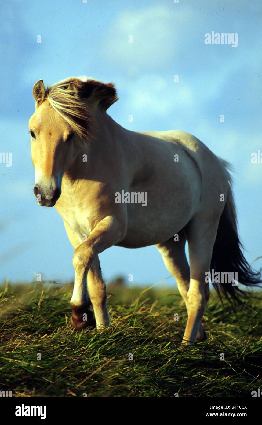 zoology / animals, mammal / mammalian, horses, (Equus), domestic horse ...