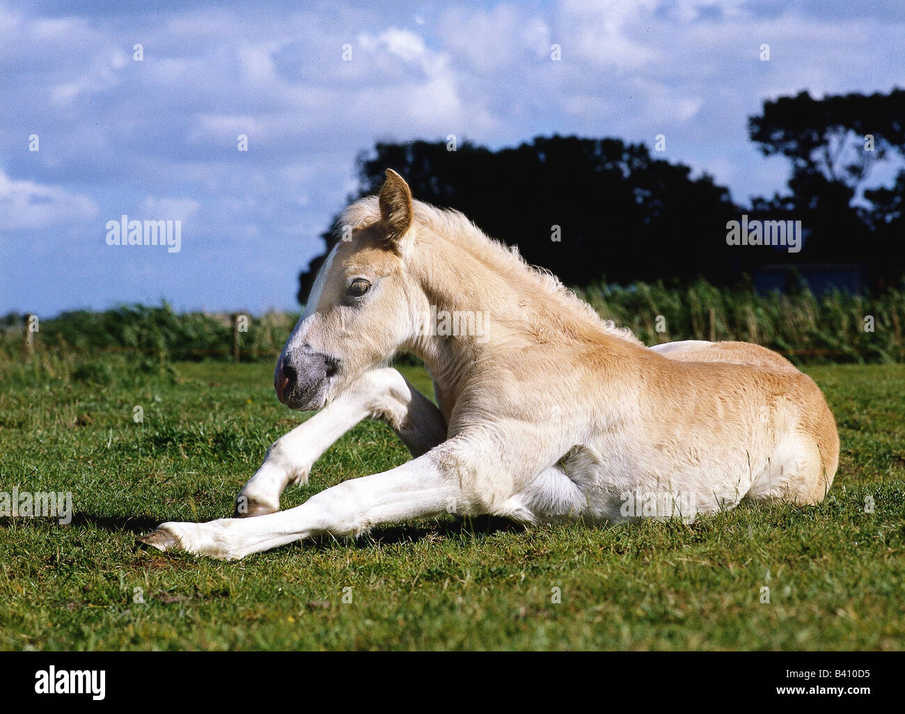 zoology / animals, mammal / mammalian, horses, (Equus), horse, (Equus ...