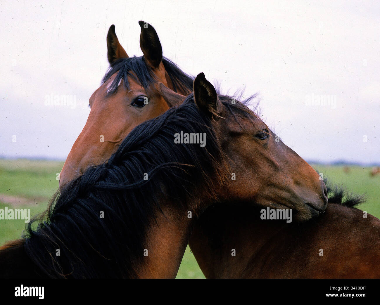 zoology / animals, mammal / mammalian, horses, (Equus), domestic horse ...