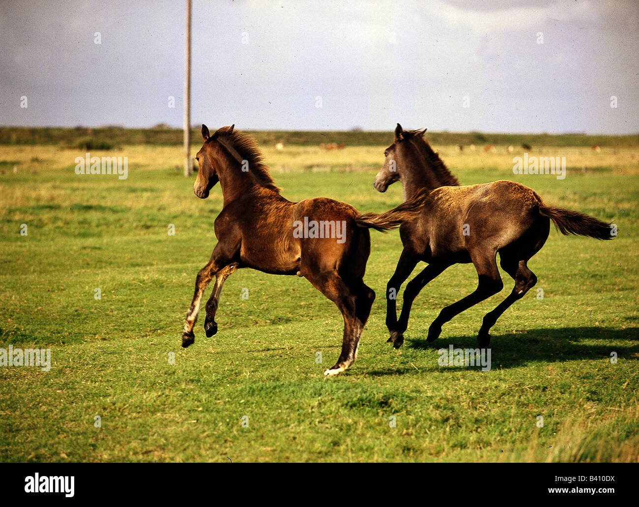 Solidungulate hi-res stock photography and images - Alamy