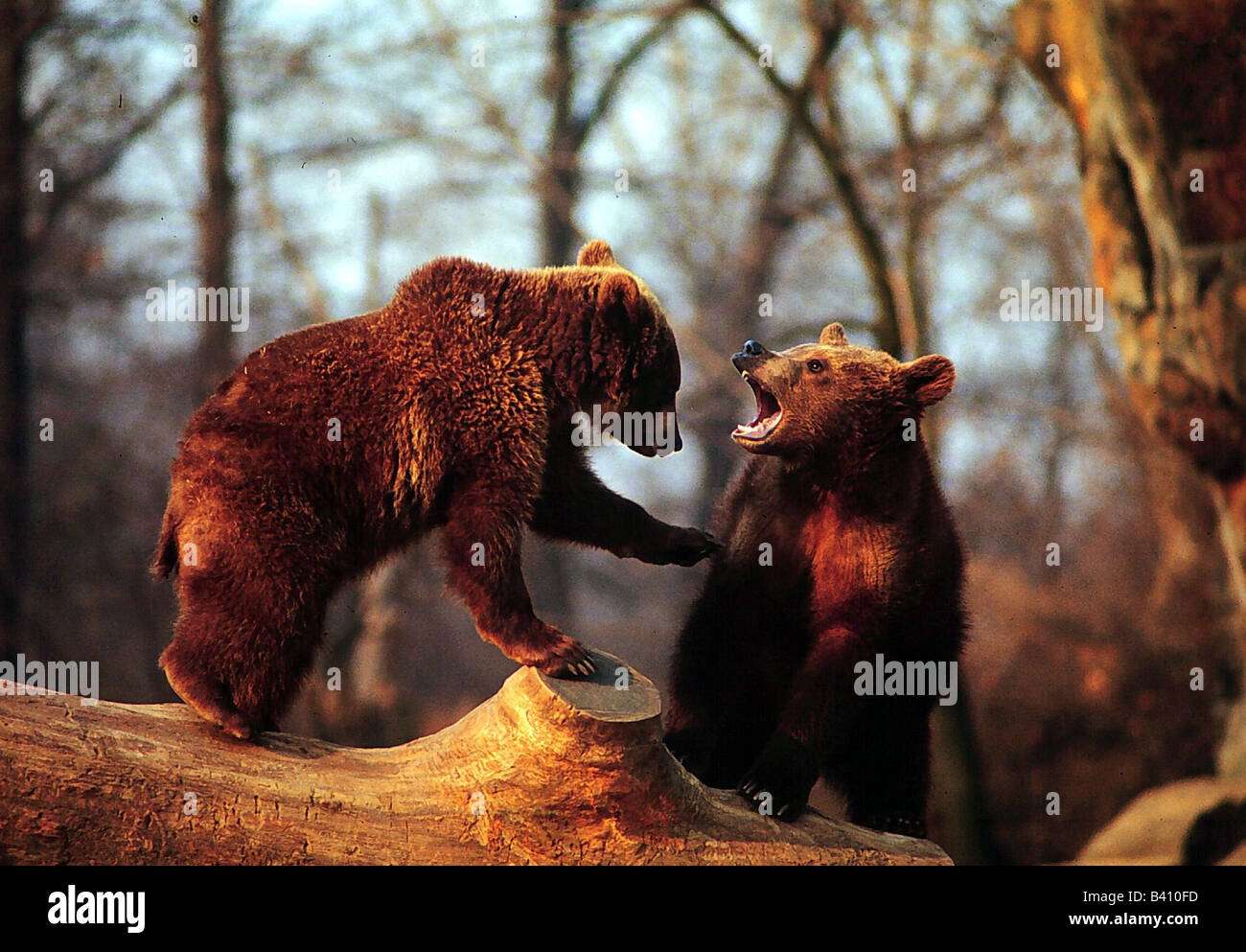 zoology / animals, mammal / mammalian, Ursidae, Brown Bear (Ursus ...