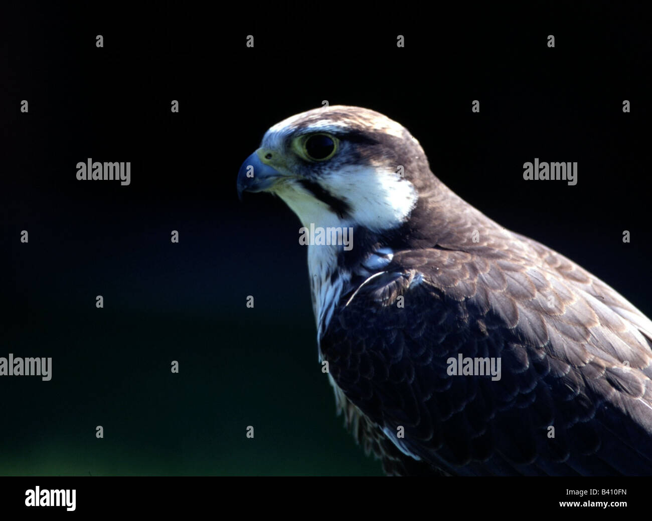 zoology / animals, avian / birds, Laggar Falcon, (Falco jugger ...
