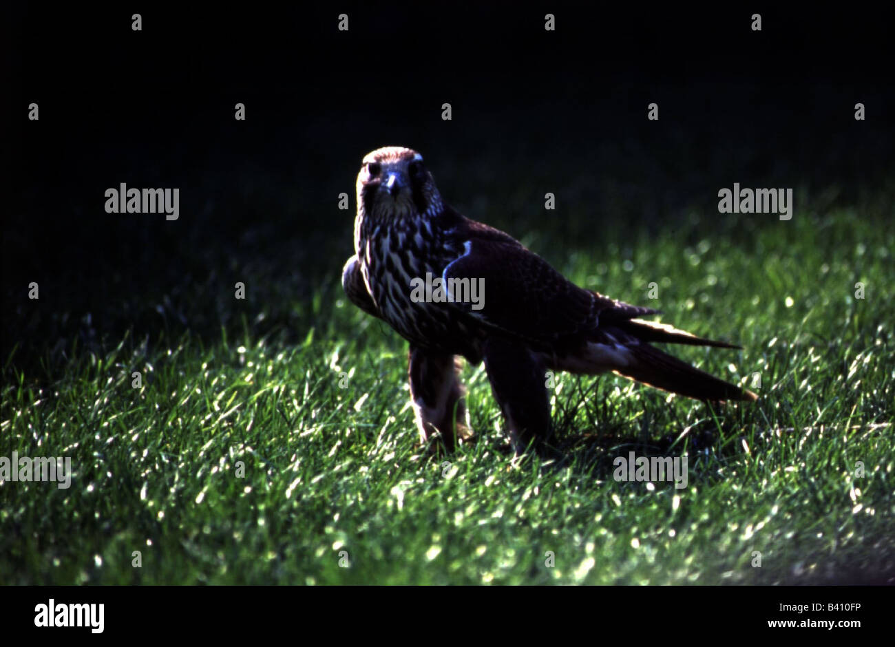 Europe falconidae hi-res stock photography and images - Alamy