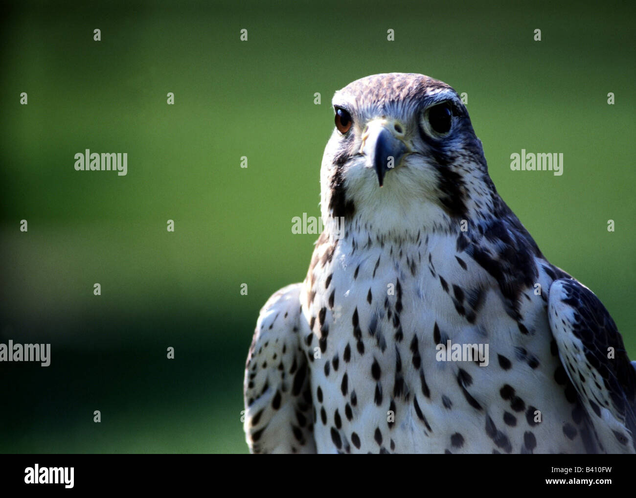 Prairie falcon falco mexicanus hi-res stock photography and images - Alamy