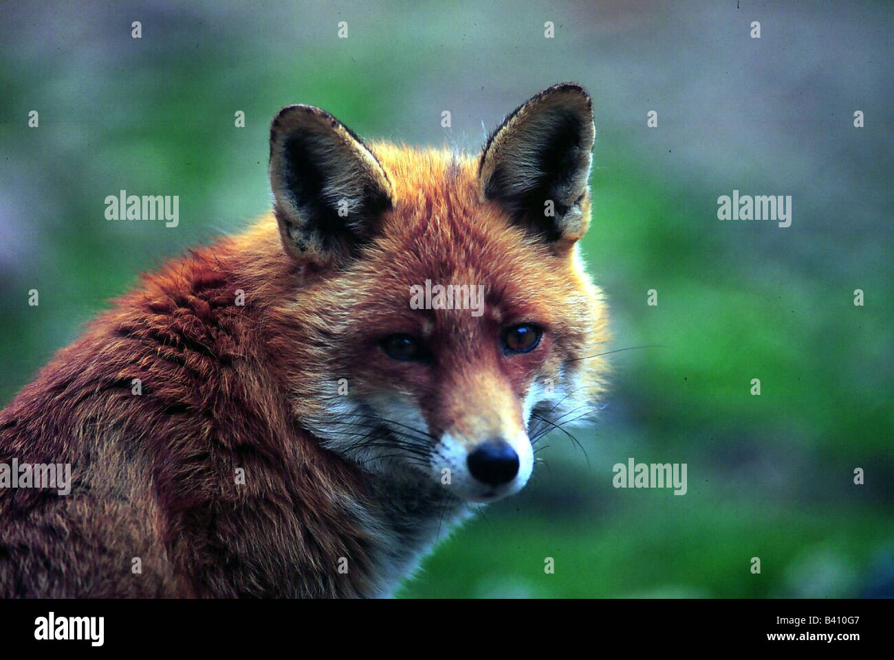 zoology / animals, mammal / mammalian, foxes, Red Fox, (Vulpes vulpes ...