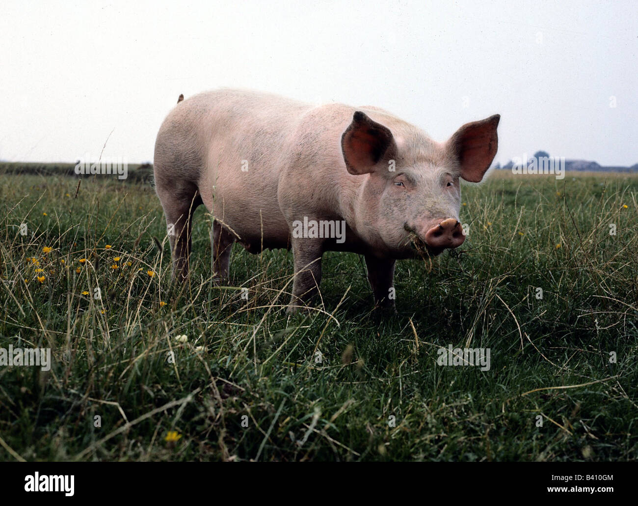 zoology / animals, mammal / mammalian, pigs, domestic pig, standing on ...