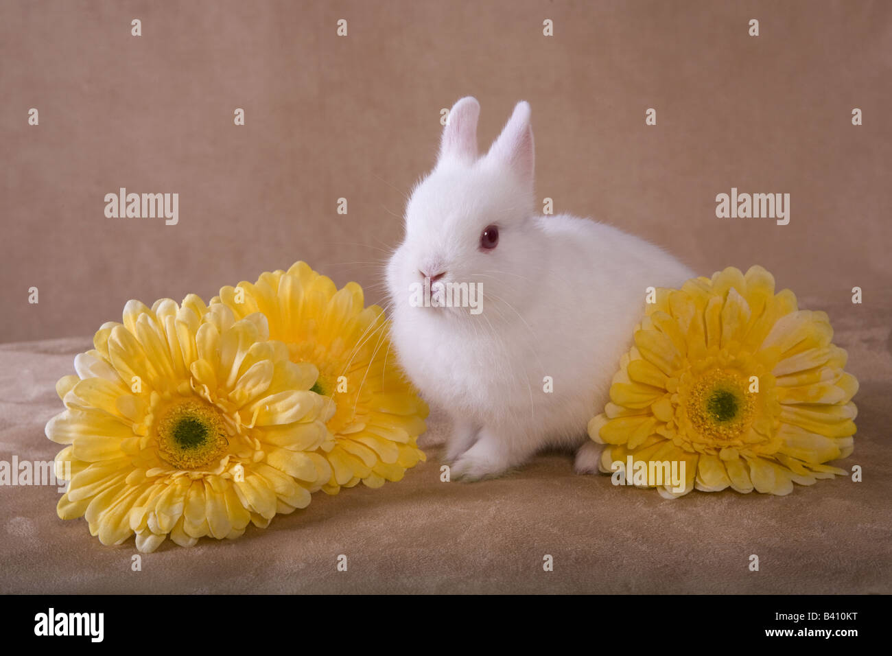 Cute white Netherland Dwarf rabbit on golden background with yellow ...