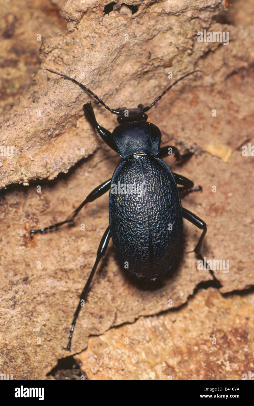 zoology / animals, insect, beetles, Violet Beetle, (Carabus violaceus ...
