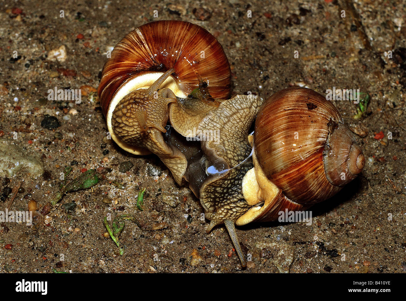 zoology / animals, mollusc, Helicidae, grapevine snail (Helix pomatia ...