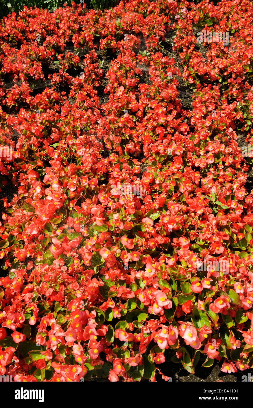 Red flower pattern Stock Photo - Alamy