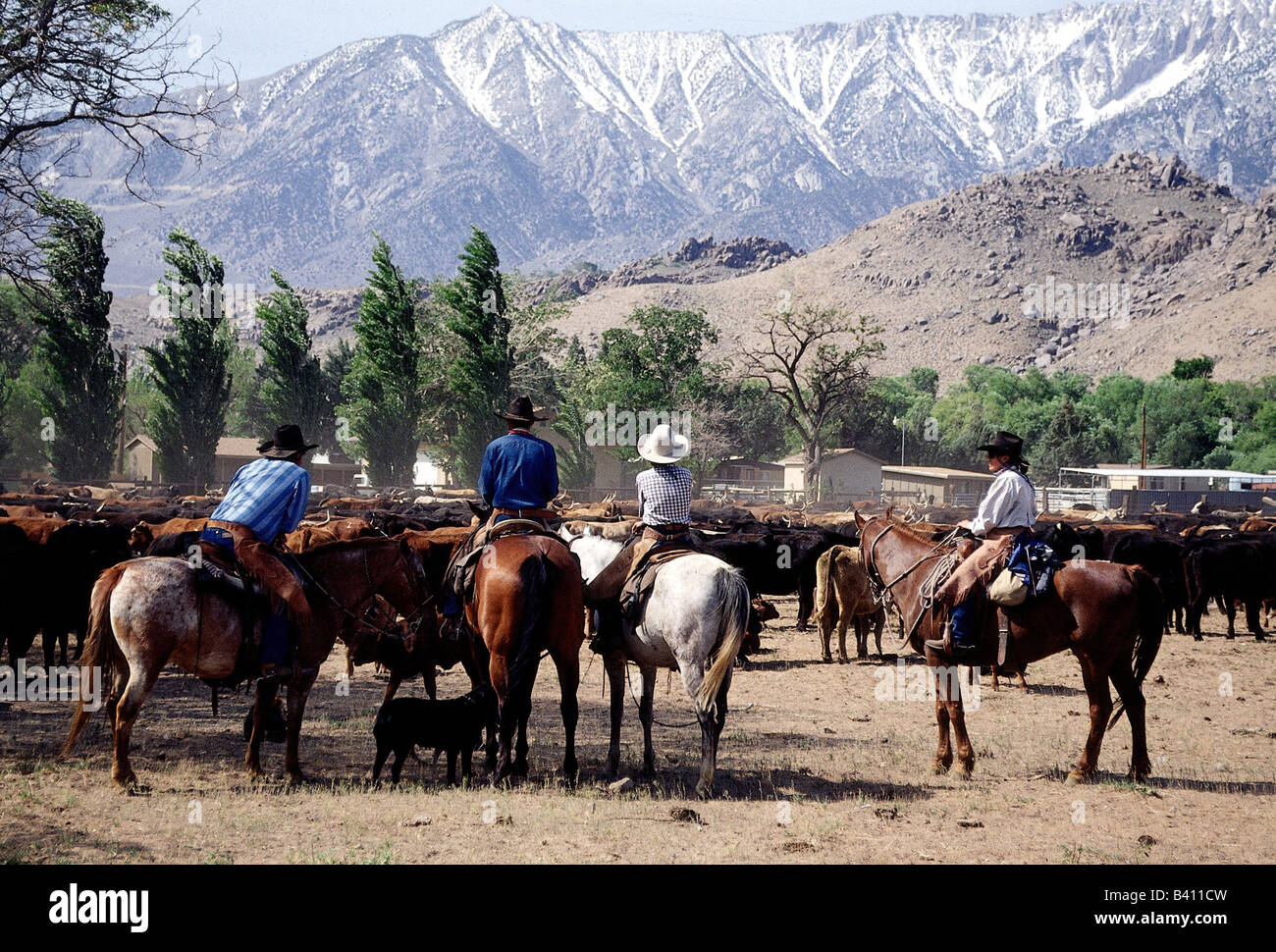 Cattle ranch in lone pine hi-res stock photography and images - Alamy