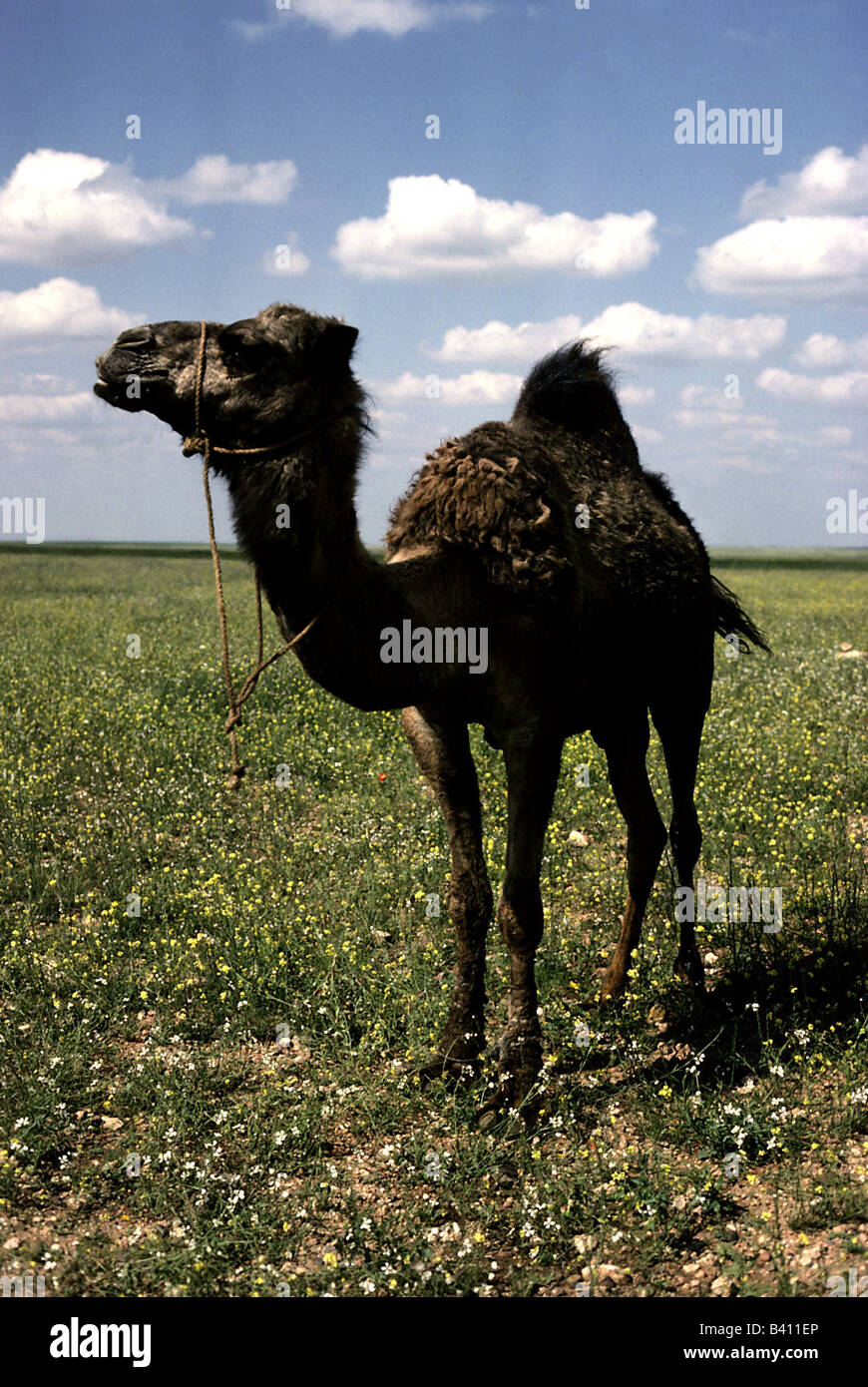 zoology / animals, mammal / mammalian, camels, dromedary, (Camelus ...