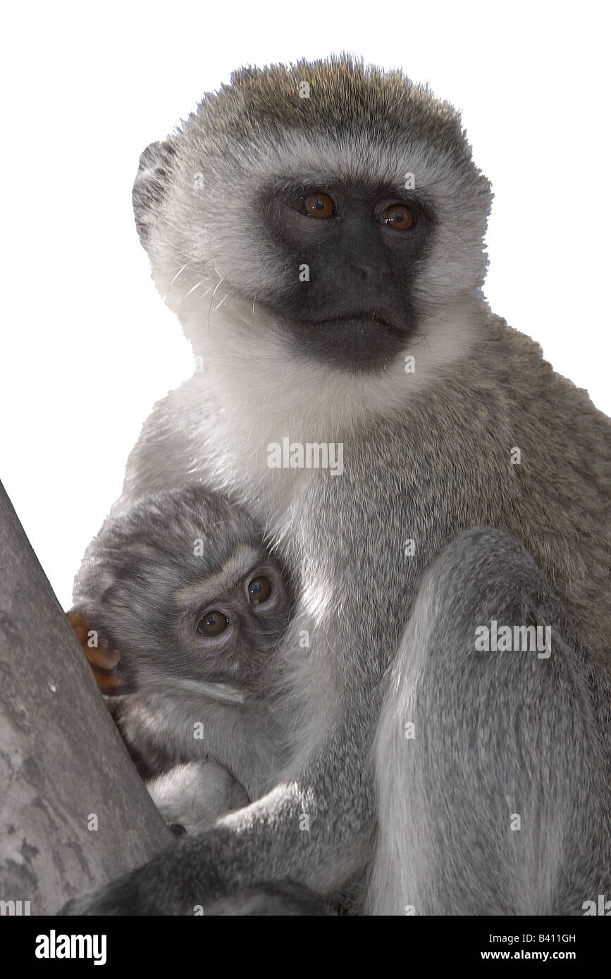 Cercopithecus aethiops Vervet monkey Stock Photo - Alamy