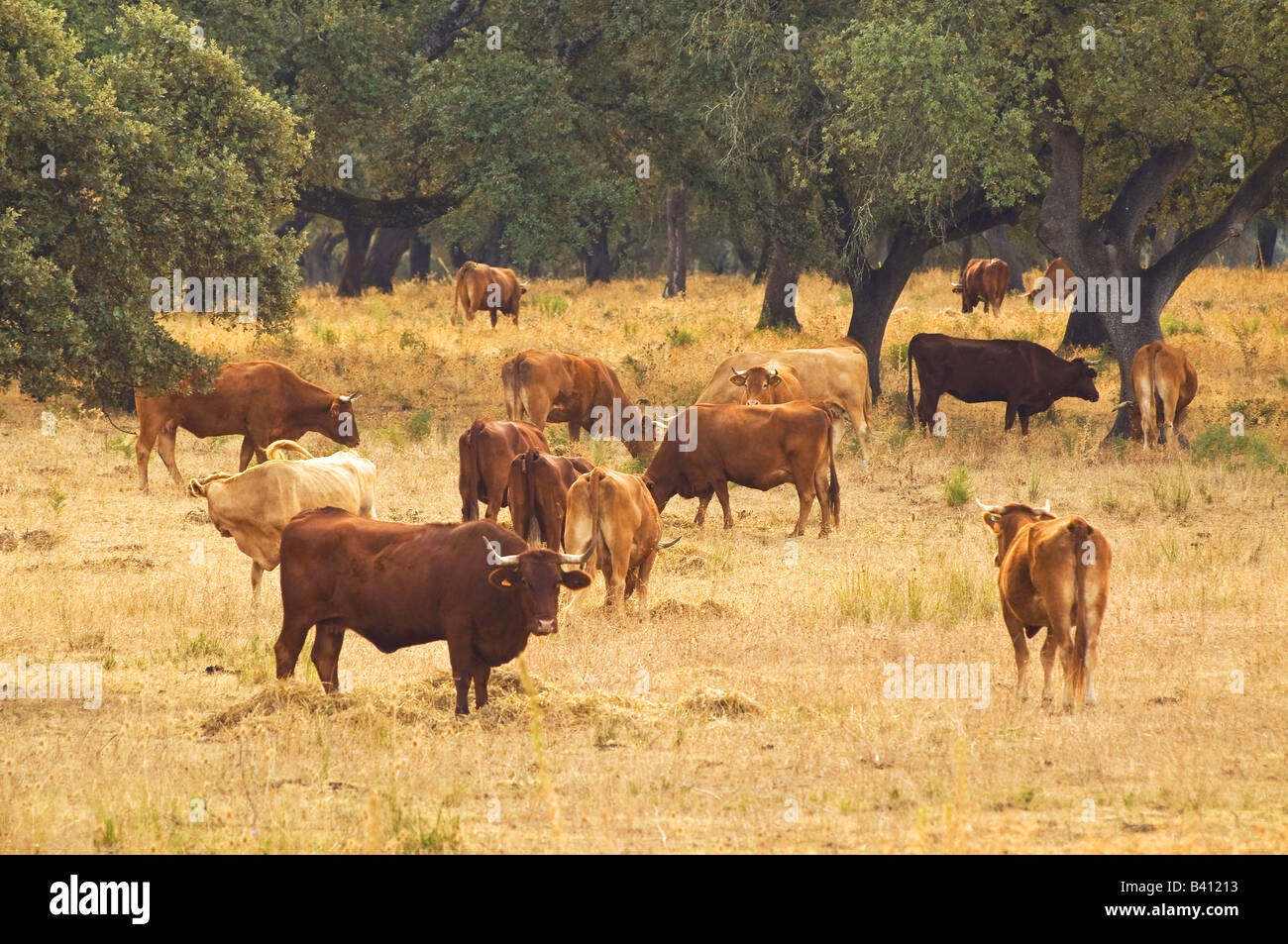 Cattle shade hi-res stock photography and images - Alamy