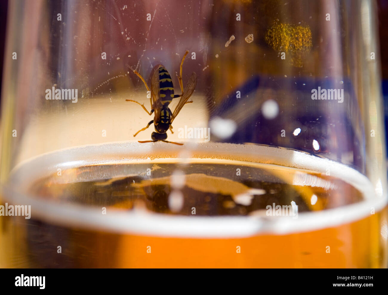 Wasp alcohol hi-res stock photography and images - Alamy