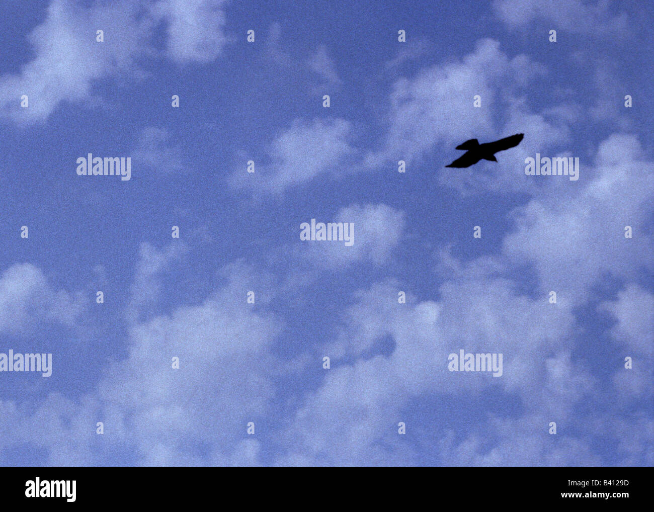 Raven migration hi-res stock photography and images - Alamy