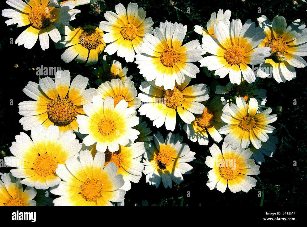 botany, Chrysanthemum, Crown daisy, (Chrysanthemum coronarium ...