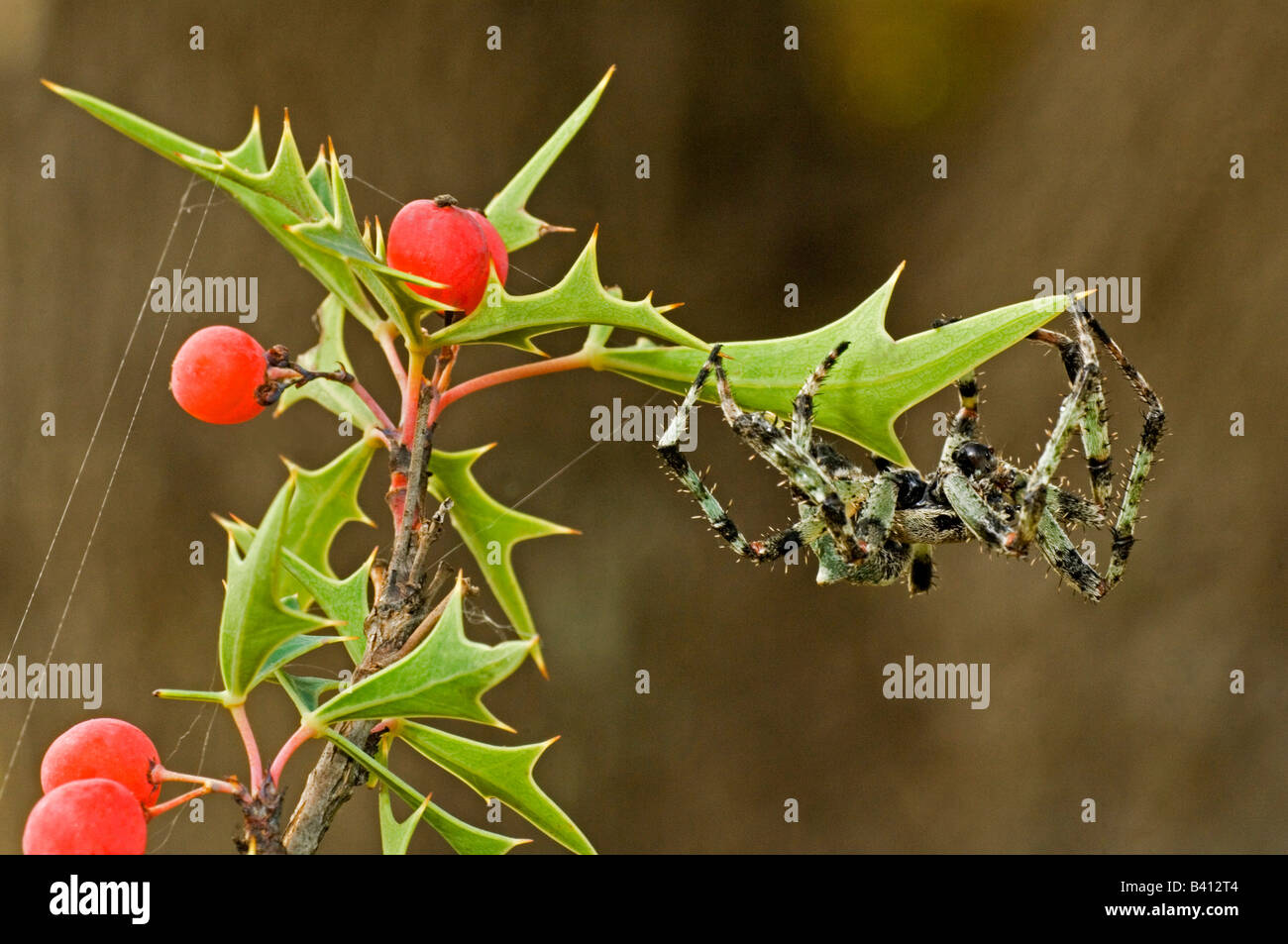 USA, Texas, Rio Grande Valley, McAllen. Humpback orbweaver spider on ...