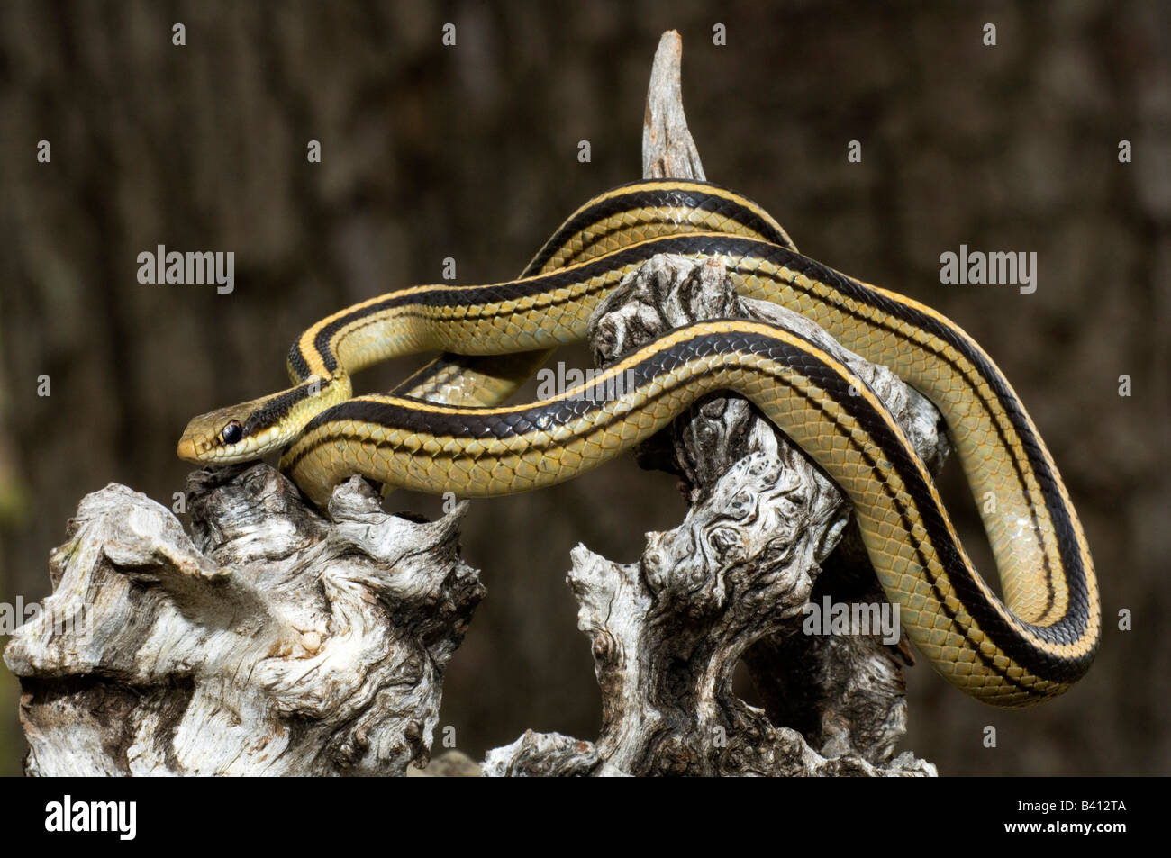 USA, Texas, Hill Country. Patchnosed snake coiled in dead snag Stock ...