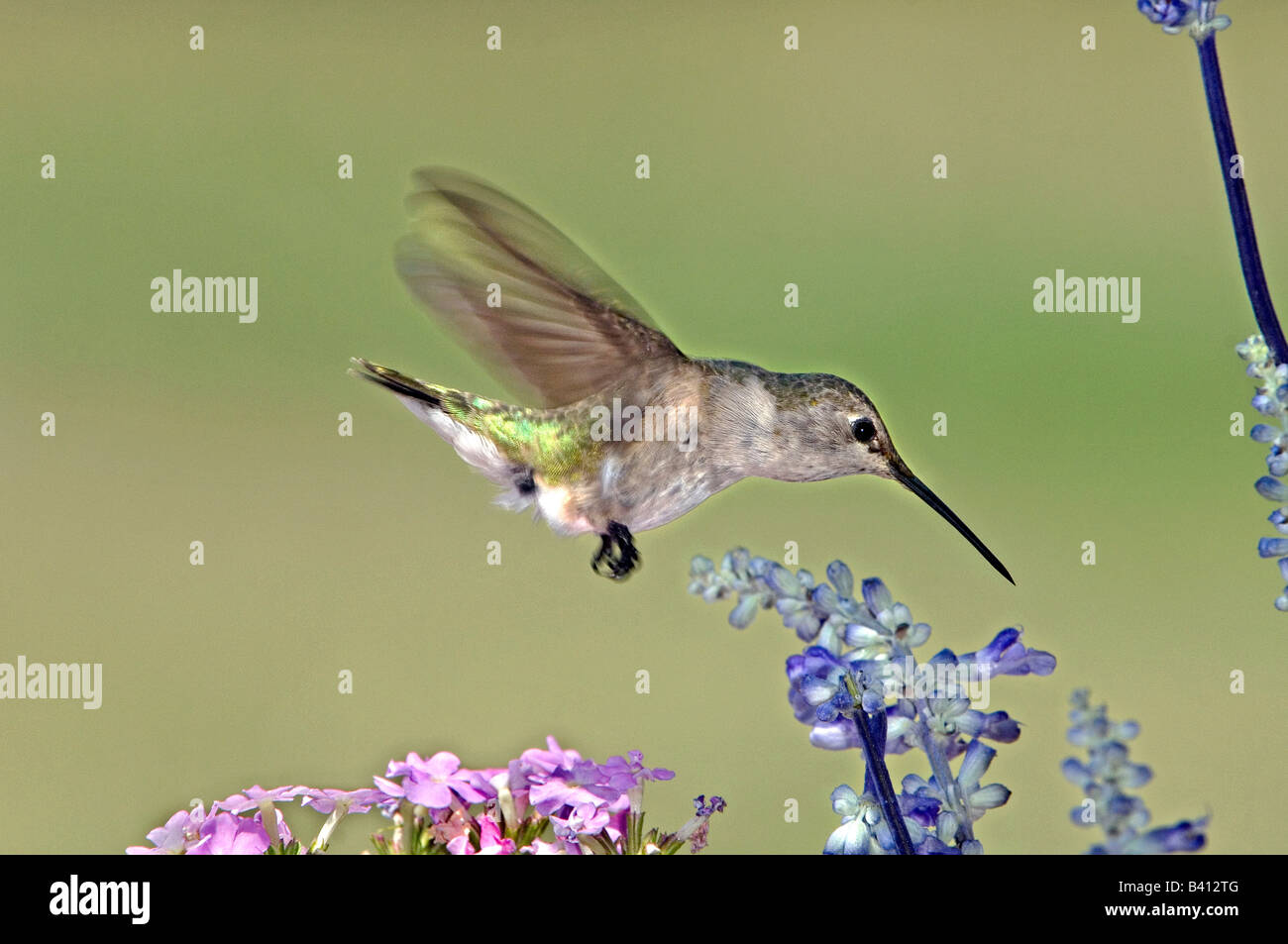 USA, Texas, Hill Country. Female black-chinned hummingbird hovering ...