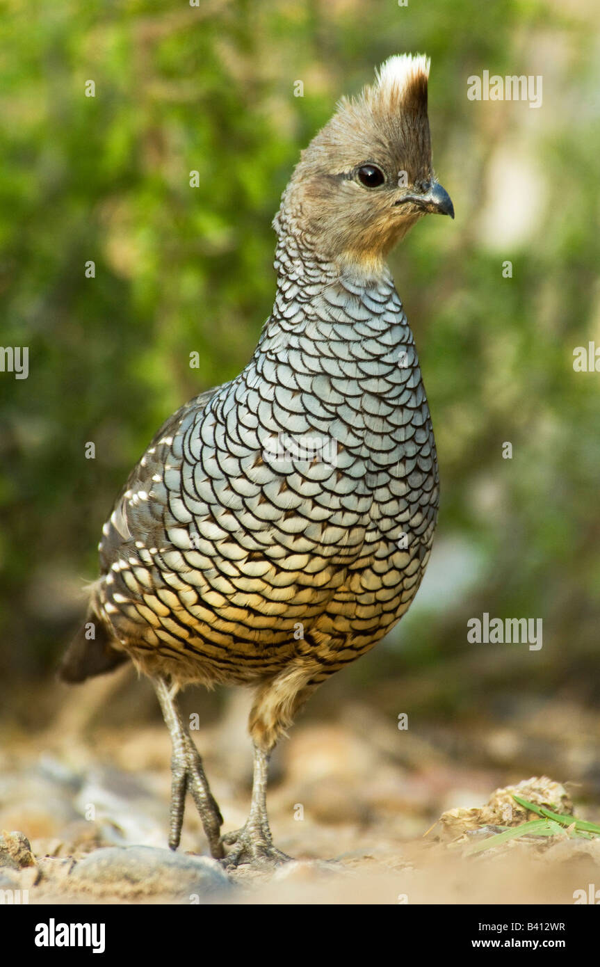 USA, Texas, Rio Grande Valley, McAllen. Portrait of wild scaled quail ...