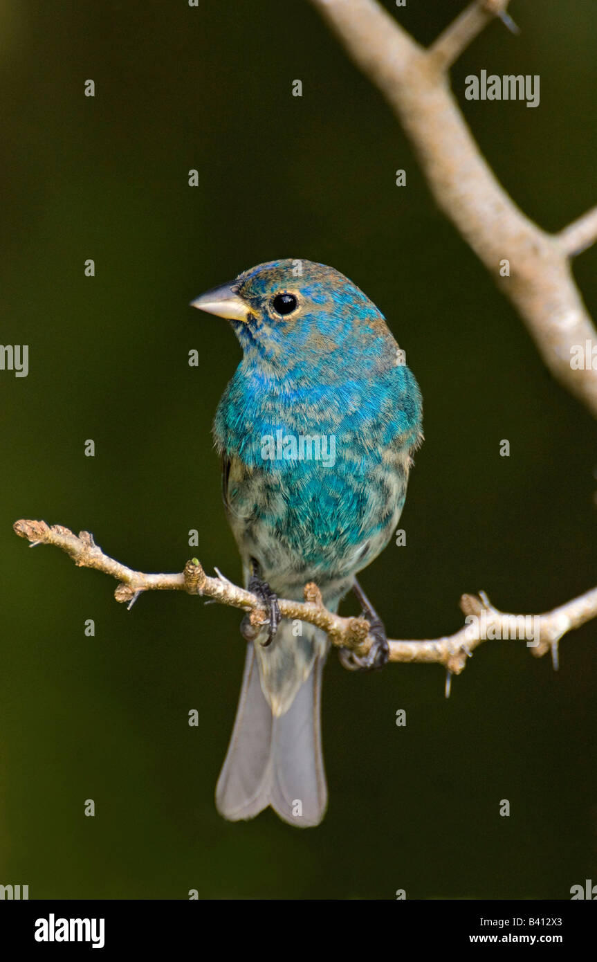 USA, Texas, South Padre Island. Indigo bunting juvenile male on branch ...