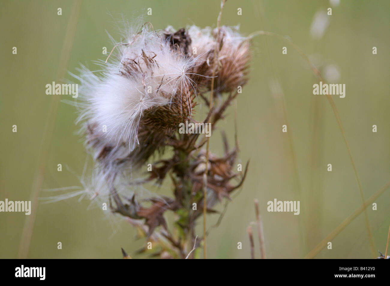Wildflower in the wind hi-res stock photography and images - Alamy